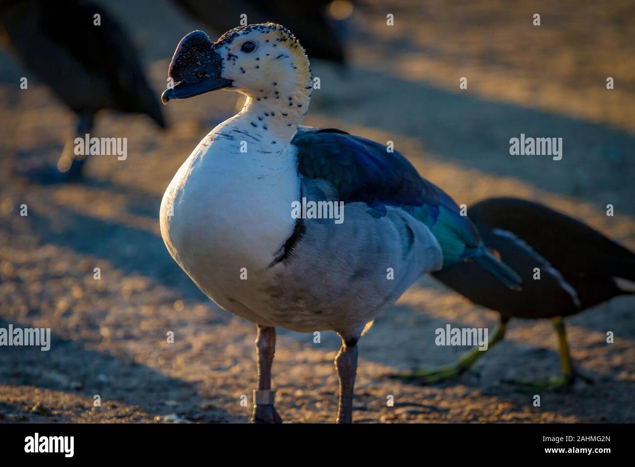 Comb Duck at WWT, Slimbridge Stock Photo - Alamy