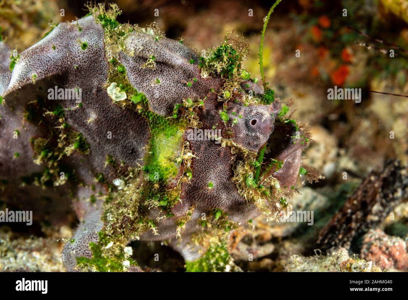 Grey Frogfish member of the anglerfish family Antennariidae, of the ...