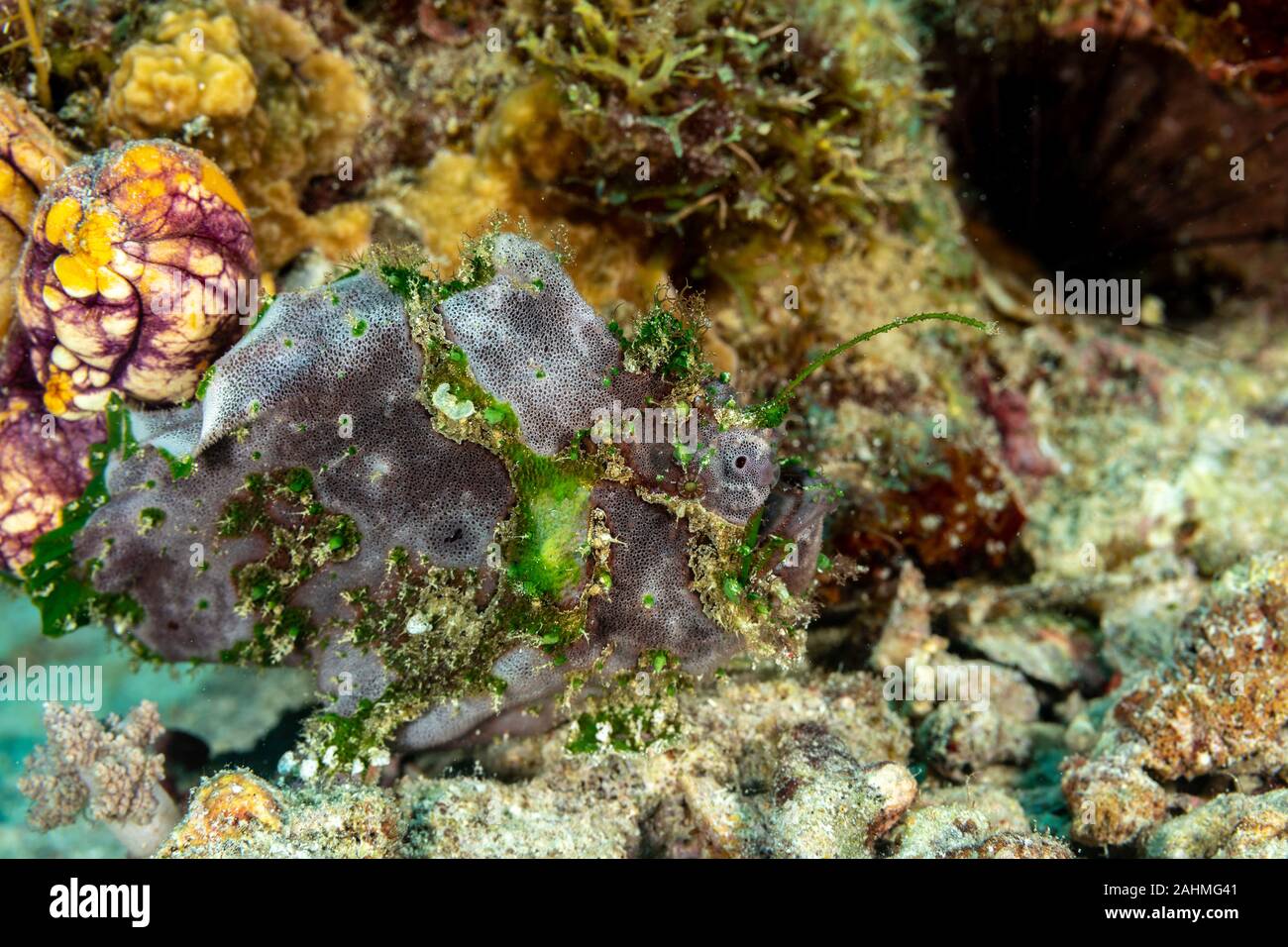 Grey Frogfish member of the anglerfish family Antennariidae, of the ...