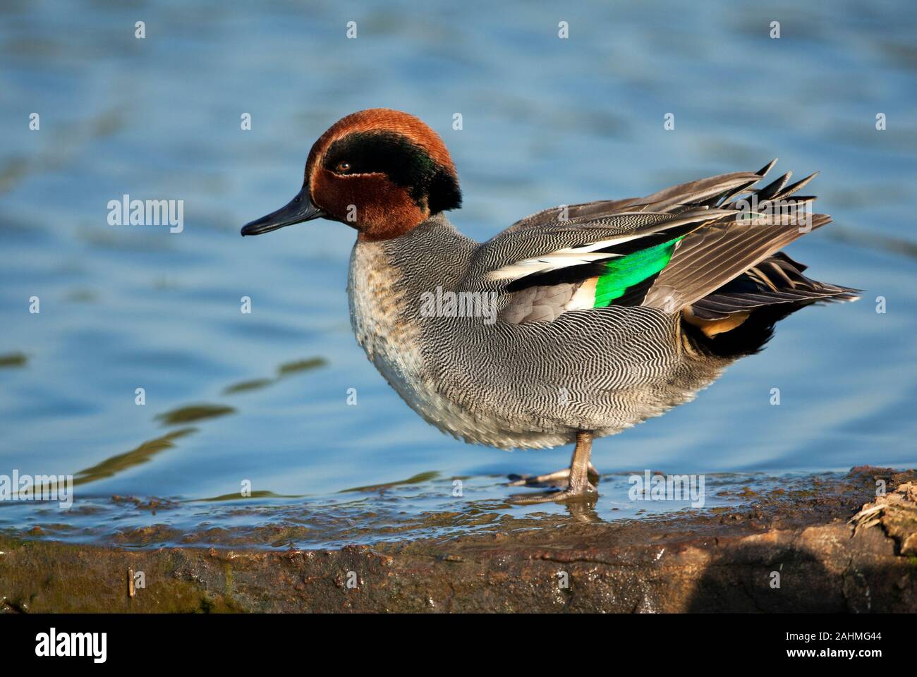 Common teal (Anas crecca) drake standing on waters edge The Eurasian ...