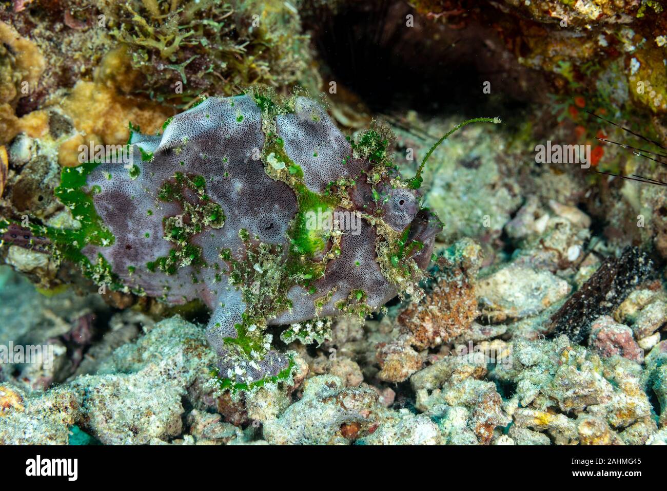 Grey Frogfish member of the anglerfish family Antennariidae, of the ...