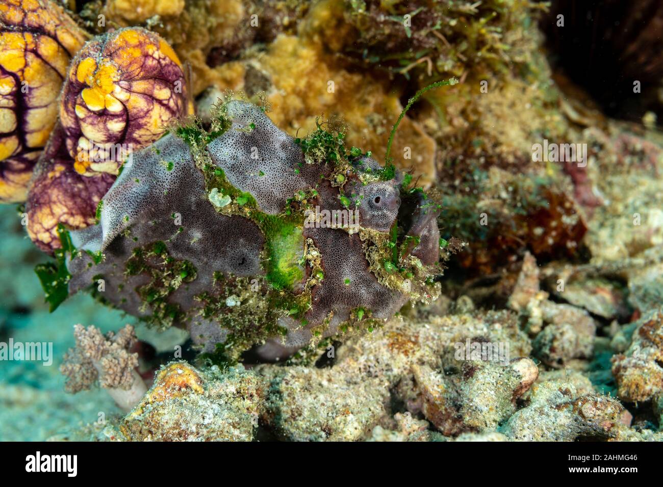 Grey Frogfish member of the anglerfish family Antennariidae, of the ...