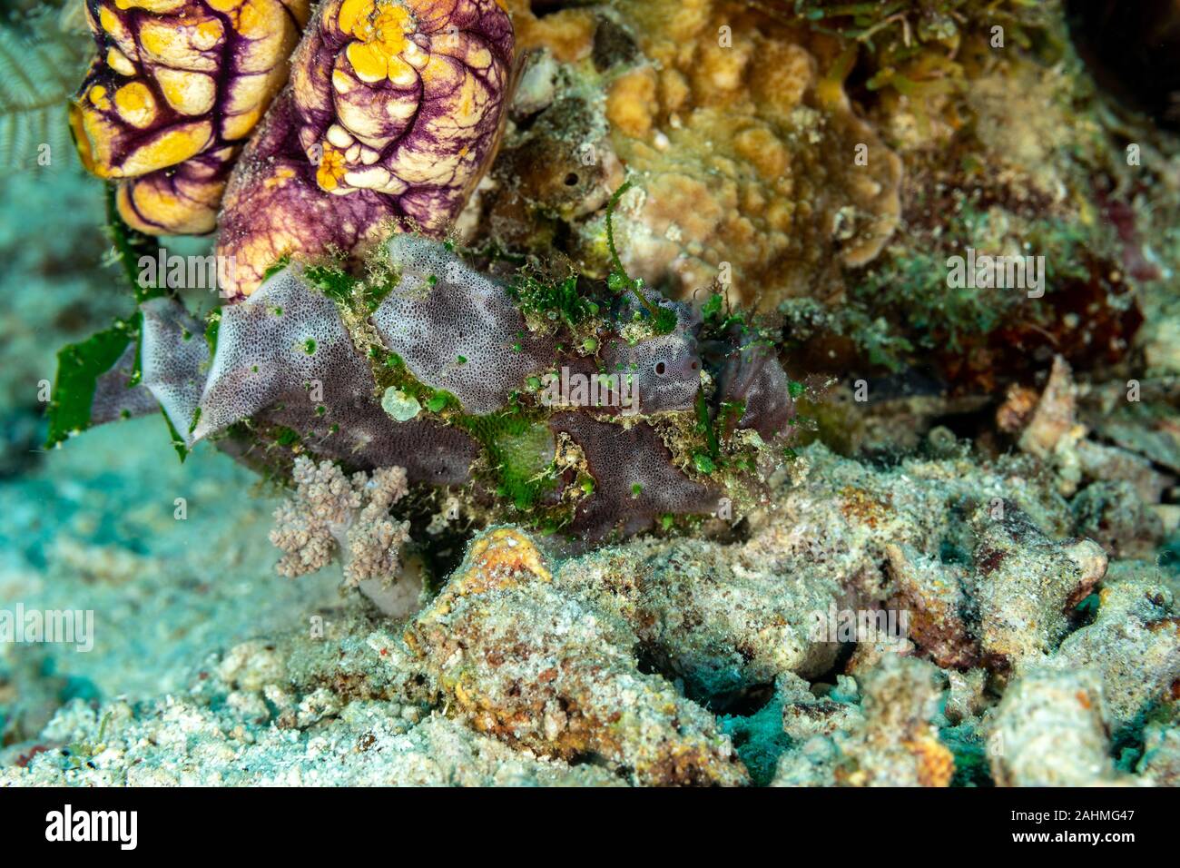 Grey Frogfish member of the anglerfish family Antennariidae, of the ...