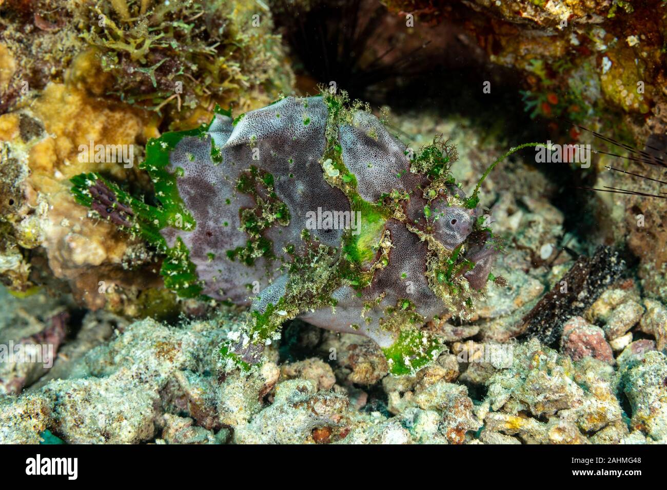 Grey Frogfish member of the anglerfish family Antennariidae, of the ...