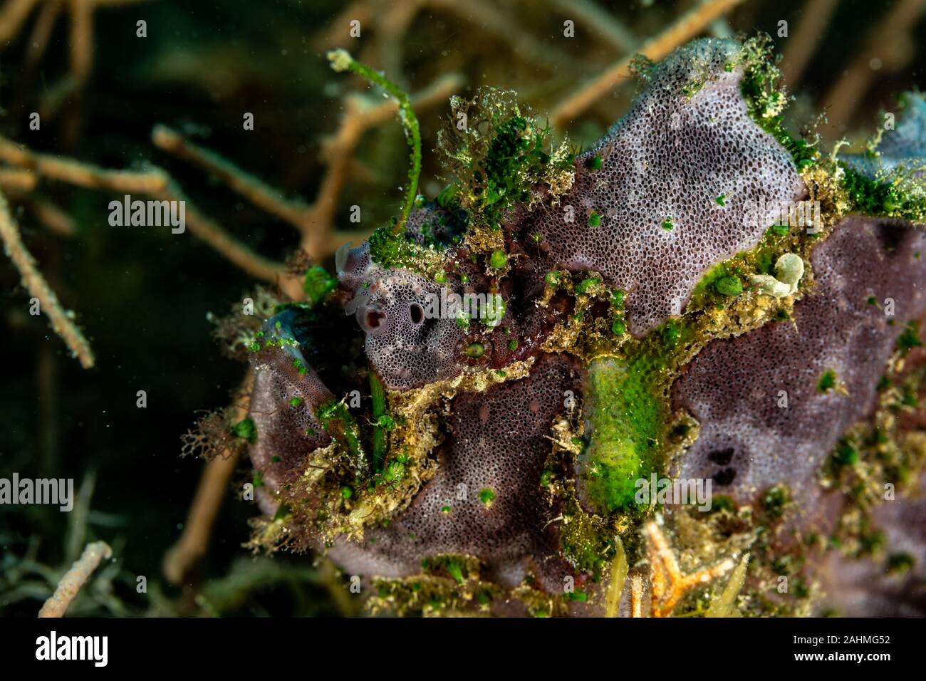 Grey Frogfish member of the anglerfish family Antennariidae, of the ...