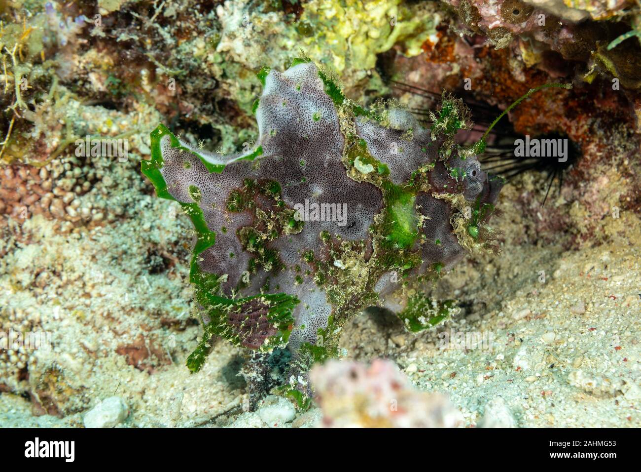 Grey Frogfish member of the anglerfish family Antennariidae, of the ...