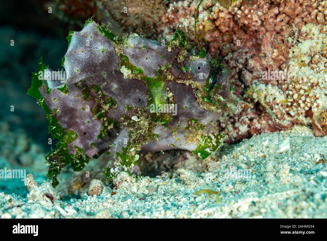 Grey Frogfish member of the anglerfish family Antennariidae, of the ...