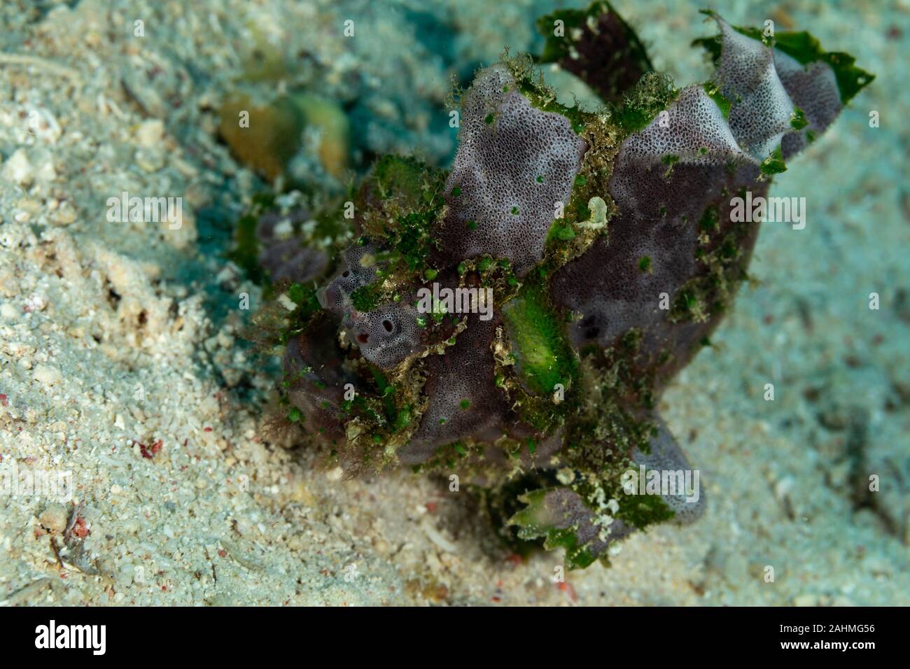 Grey Frogfish member of the anglerfish family Antennariidae, of the ...