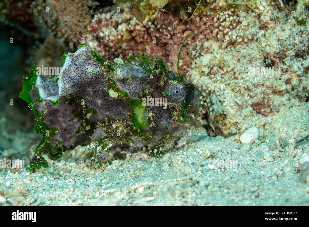 Grey Frogfish member of the anglerfish family Antennariidae, of the ...