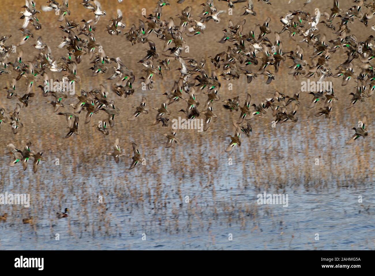 Dabbling duck hi-res stock photography and images - Alamy
