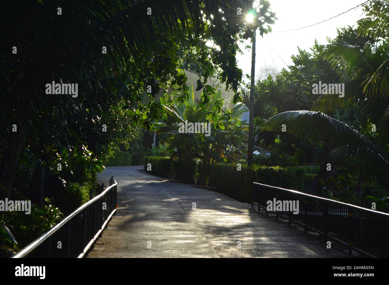 way / path through forest on the Seychelles Stock Photo - Alamy
