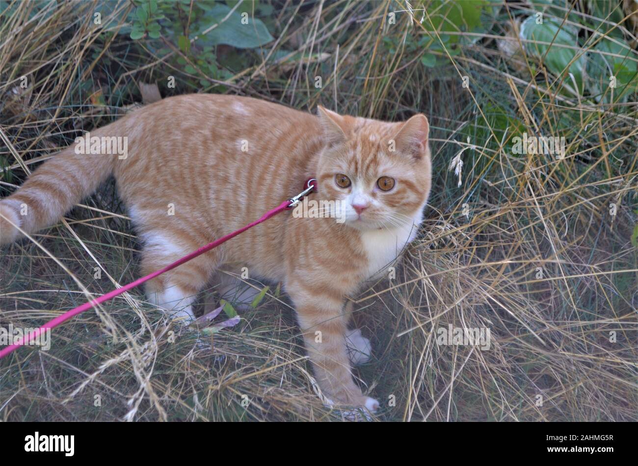 red / yellow / orange cat in close up Stock Photo - Alamy