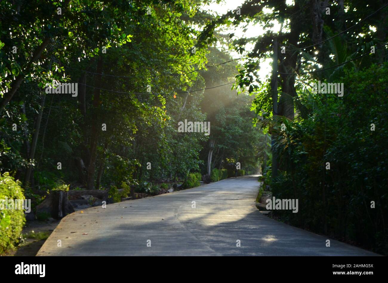 way / path through forest on the Seychelles Stock Photo - Alamy