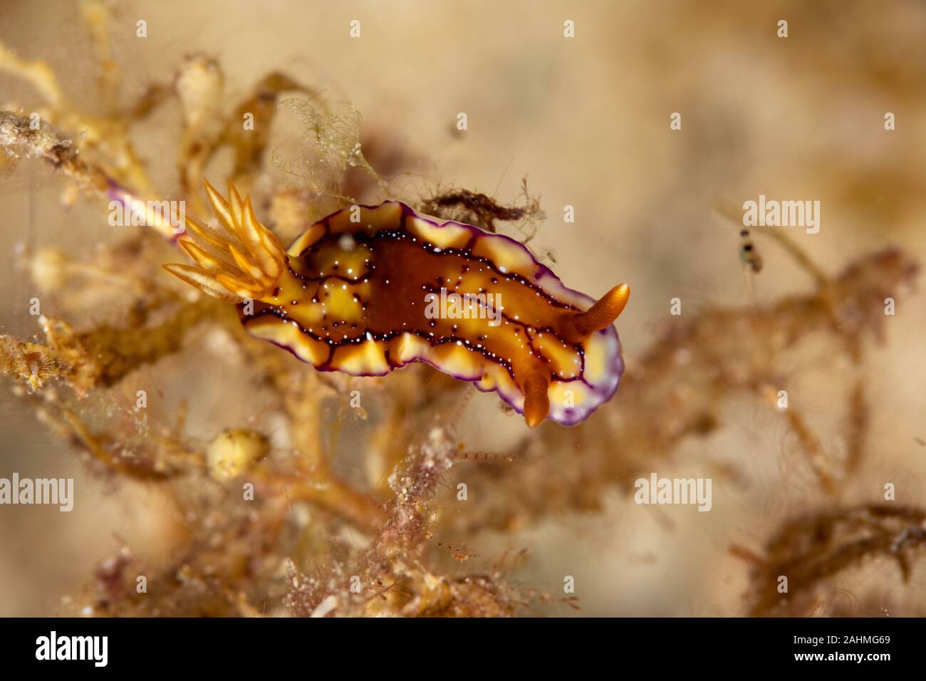 Beautiful hypselodoris nudibranch hi-res stock photography and images ...