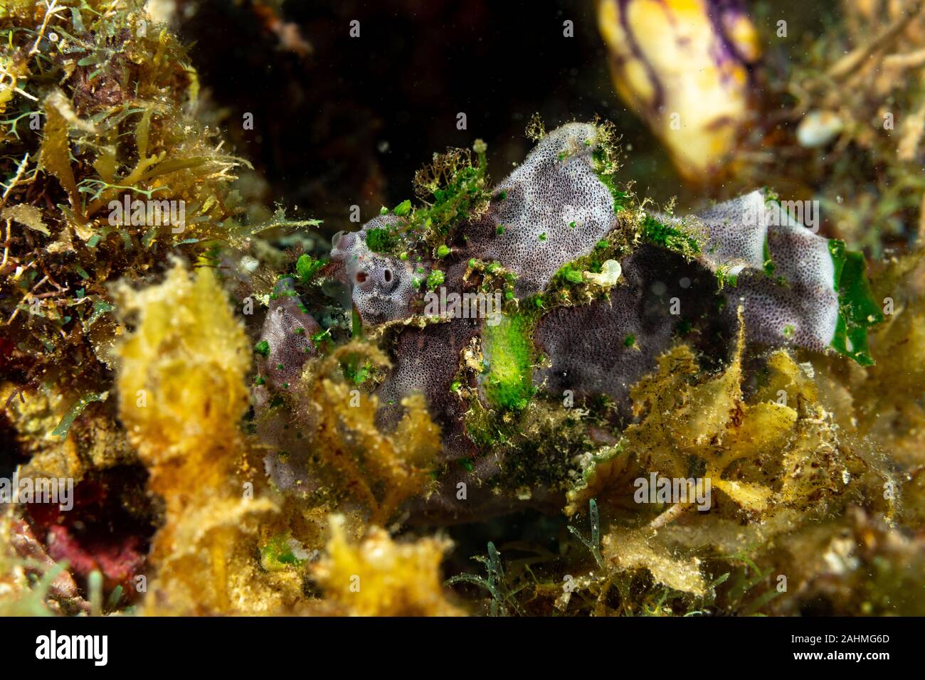 Grey Frogfish member of the anglerfish family Antennariidae, of the ...