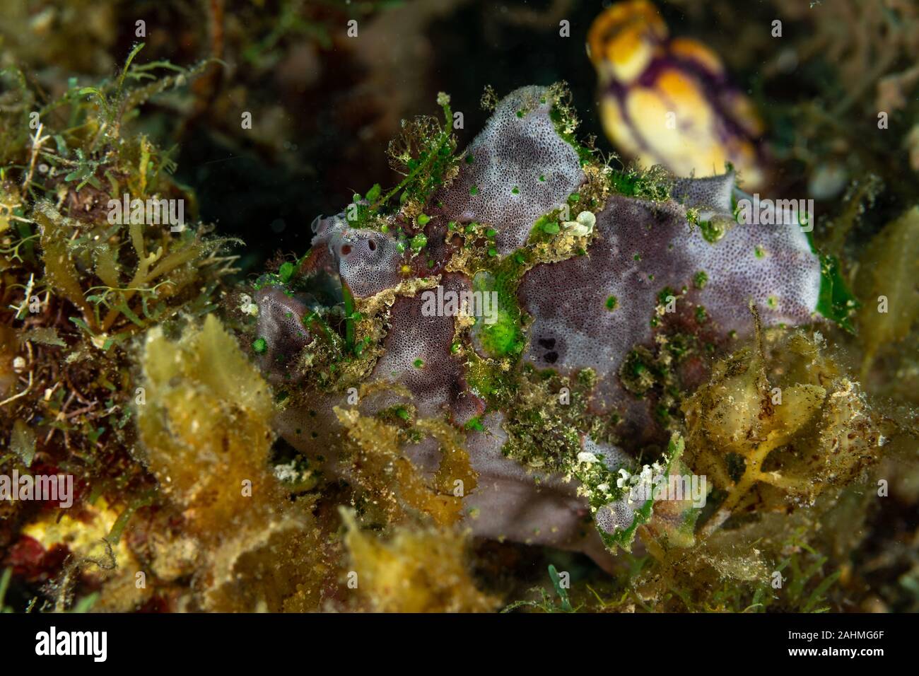 Grey Frogfish member of the anglerfish family Antennariidae, of the ...