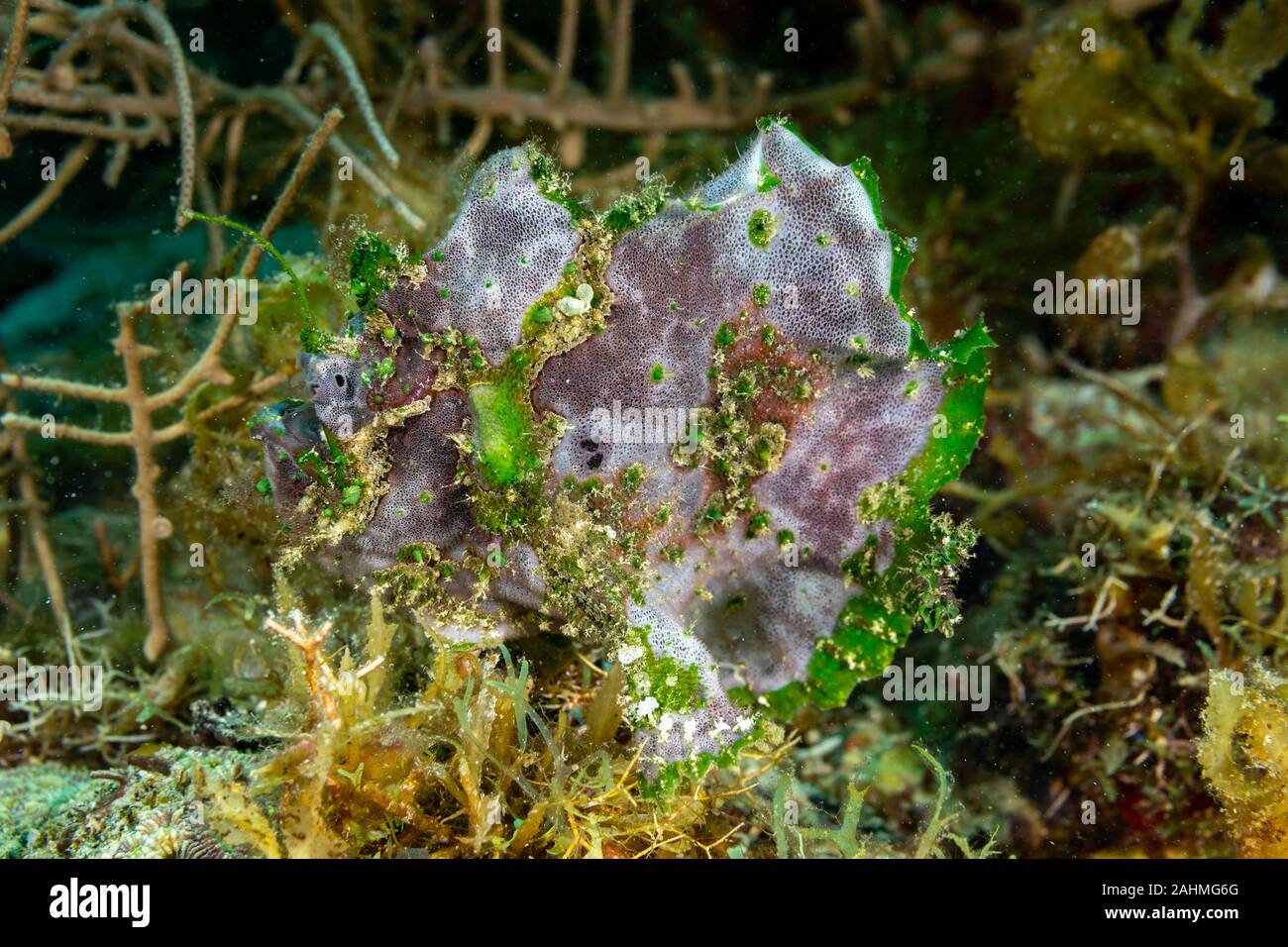 Grey Frogfish member of the anglerfish family Antennariidae, of the ...