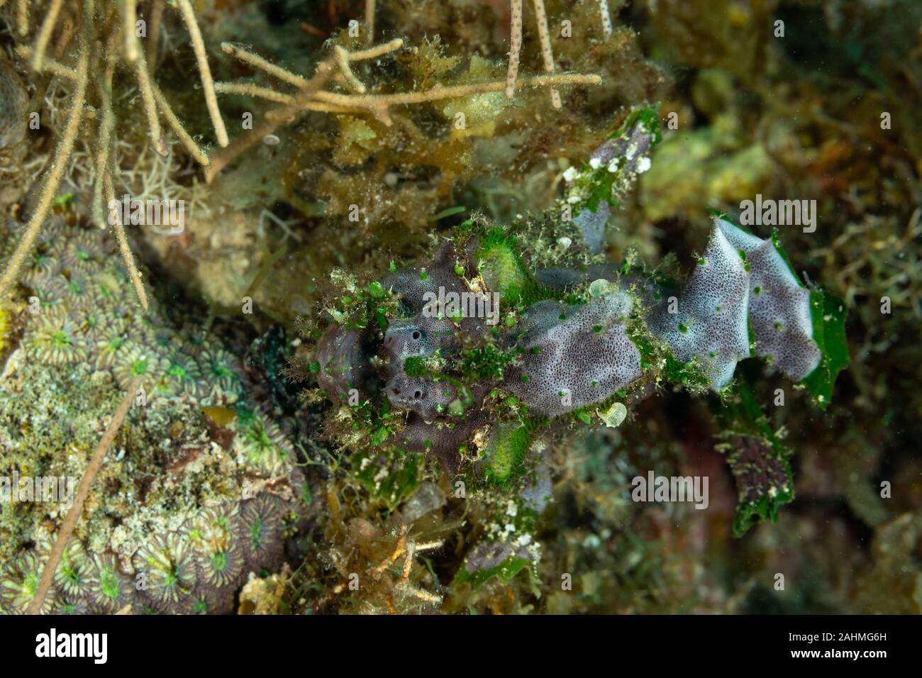 Grey Frogfish member of the anglerfish family Antennariidae, of the ...