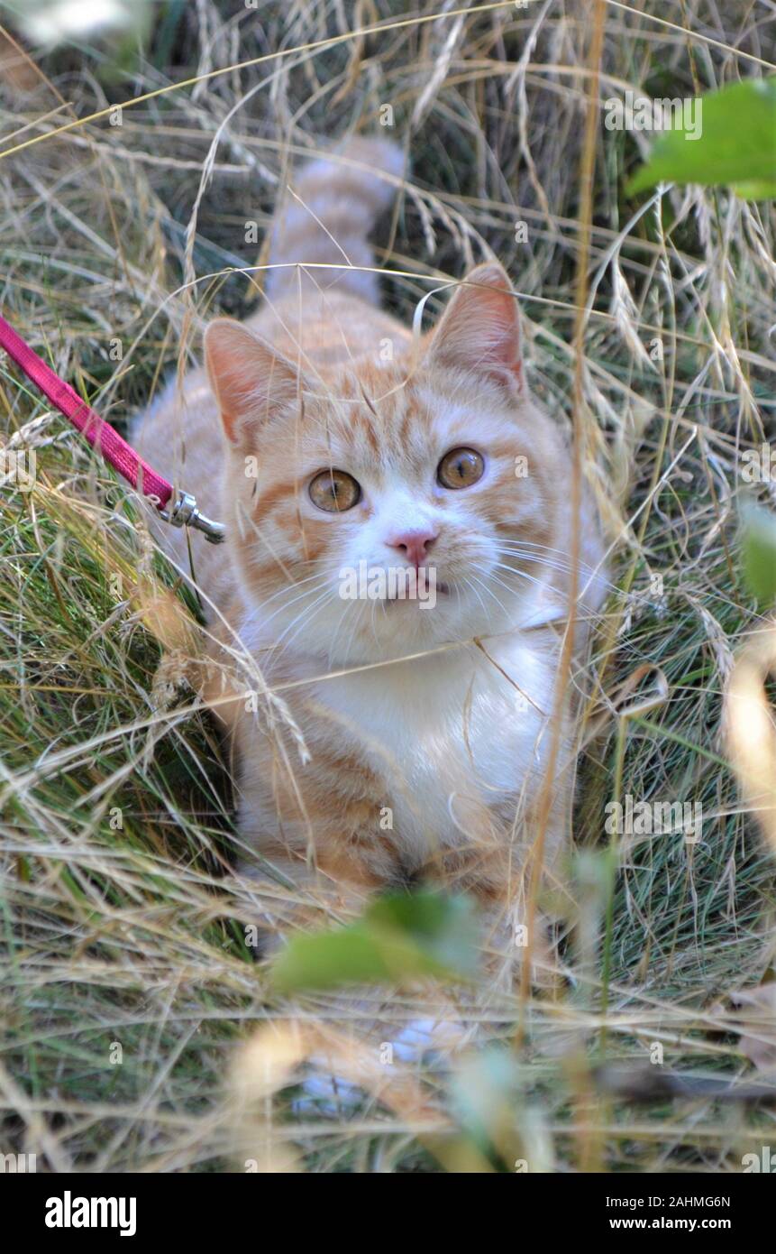red / yellow / orange cat in close up Stock Photo - Alamy