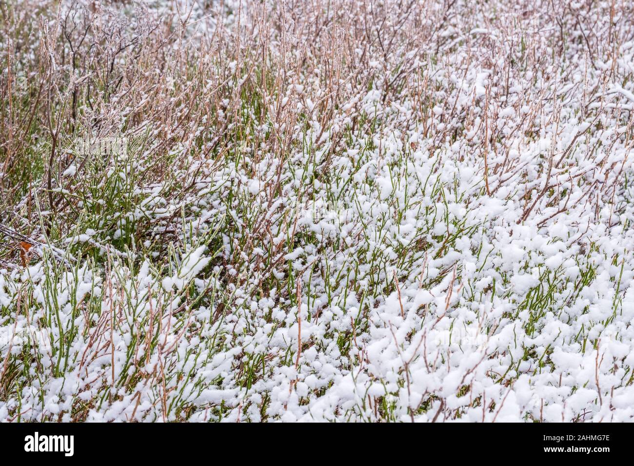 New fallen snow on the plants in the forest Stock Photo - Alamy