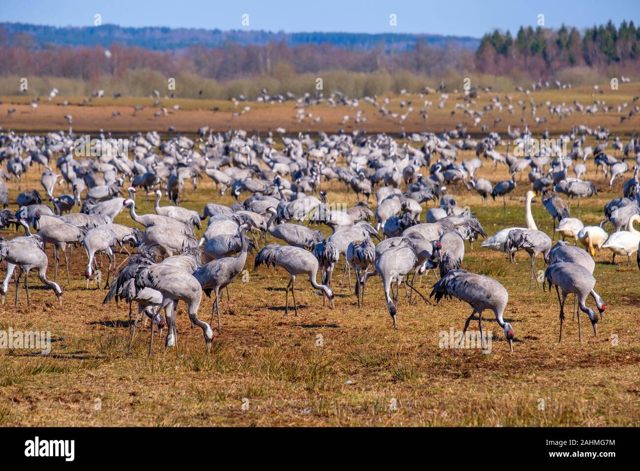 Lot of cranes hi-res stock photography and images - Alamy