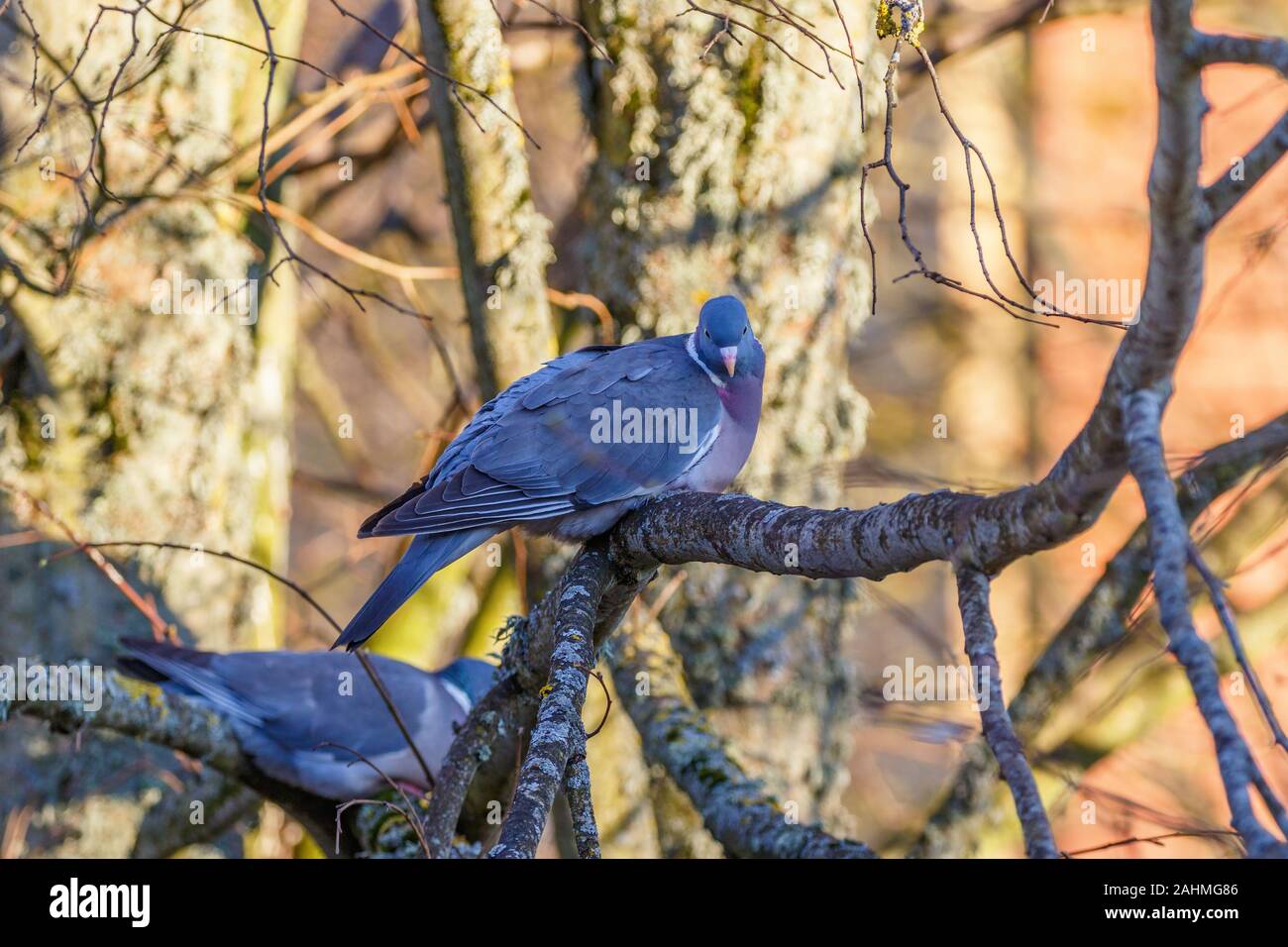 Wood pigeons sitting in a tree Stock Photo - Alamy