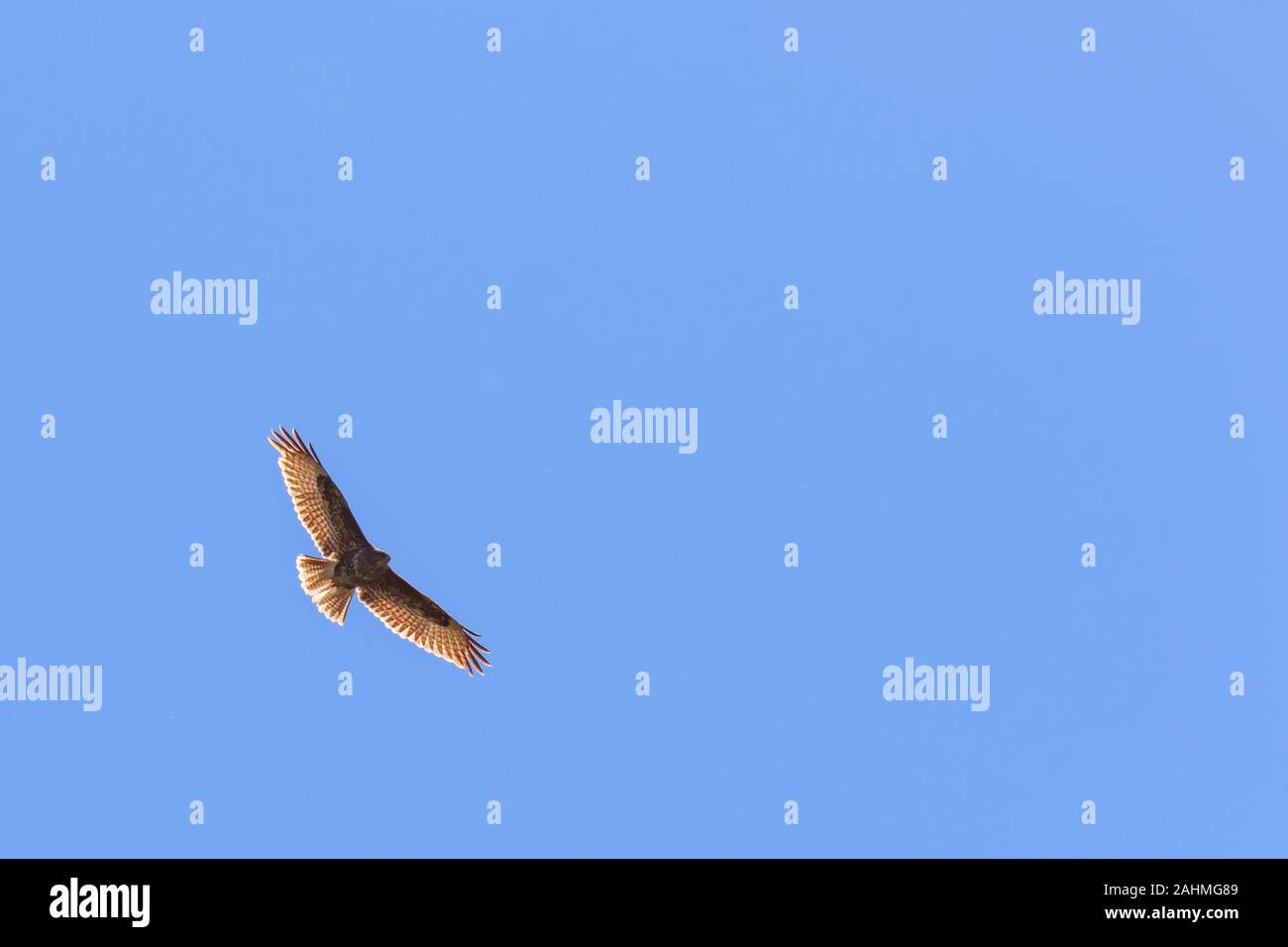 Flying common buzzard hi-res stock photography and images - Alamy