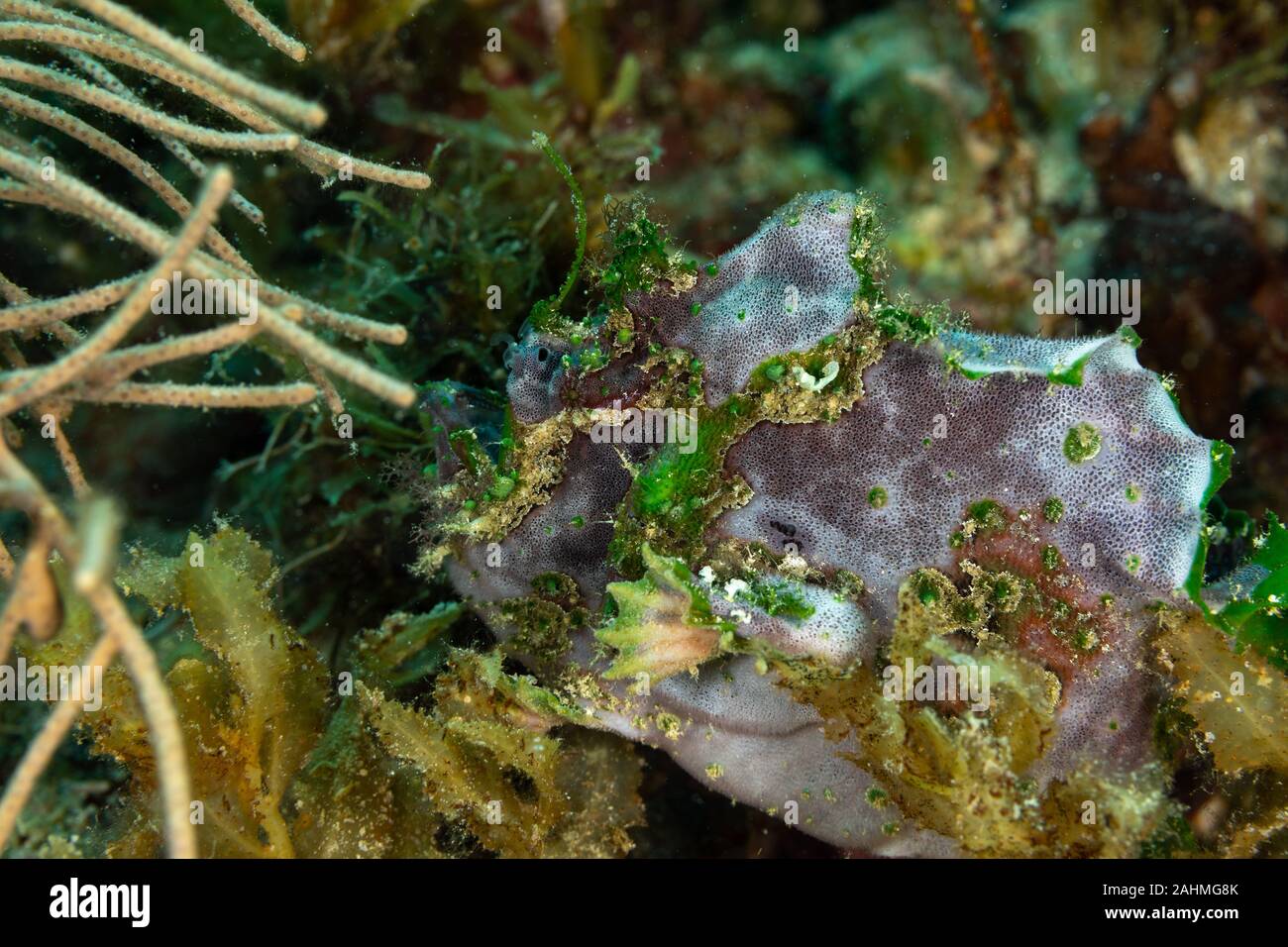 Grey Frogfish member of the anglerfish family Antennariidae, of the ...