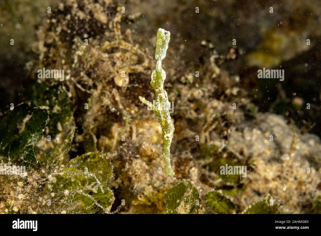 Halimeda ghost pipefish, Solenostomus halimeda, is a species of false ...