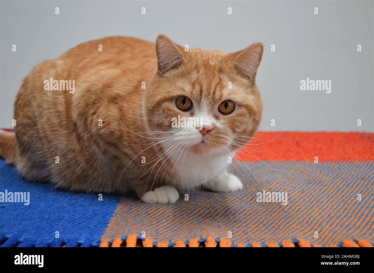 red / yellow / orange cat in close up Stock Photo - Alamy