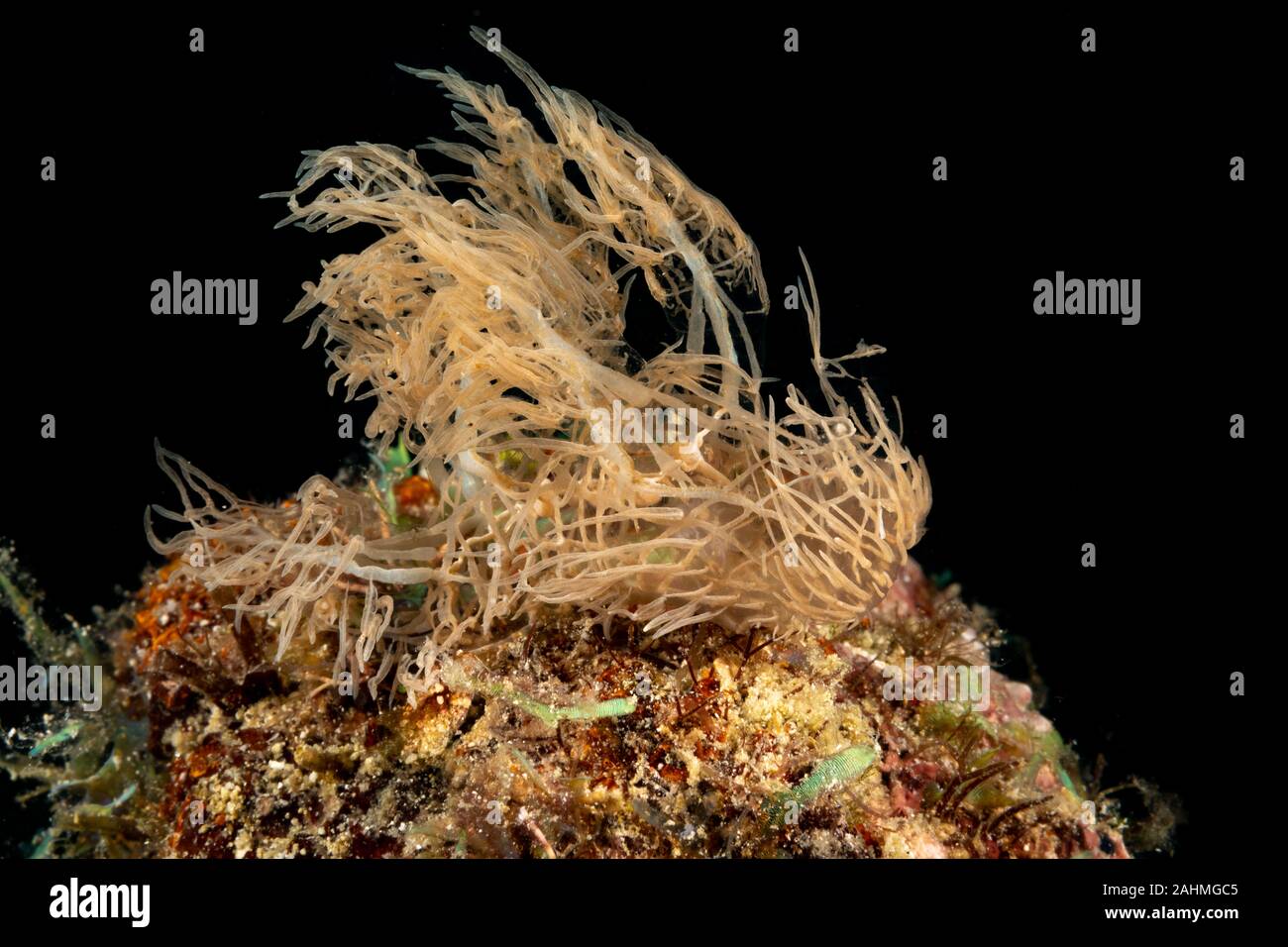 Ghost slug hi-res stock photography and images - Alamy