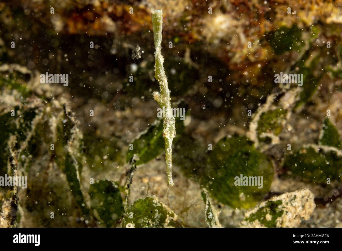 Halimeda ghost pipefish, Solenostomus halimeda, is a species of false ...