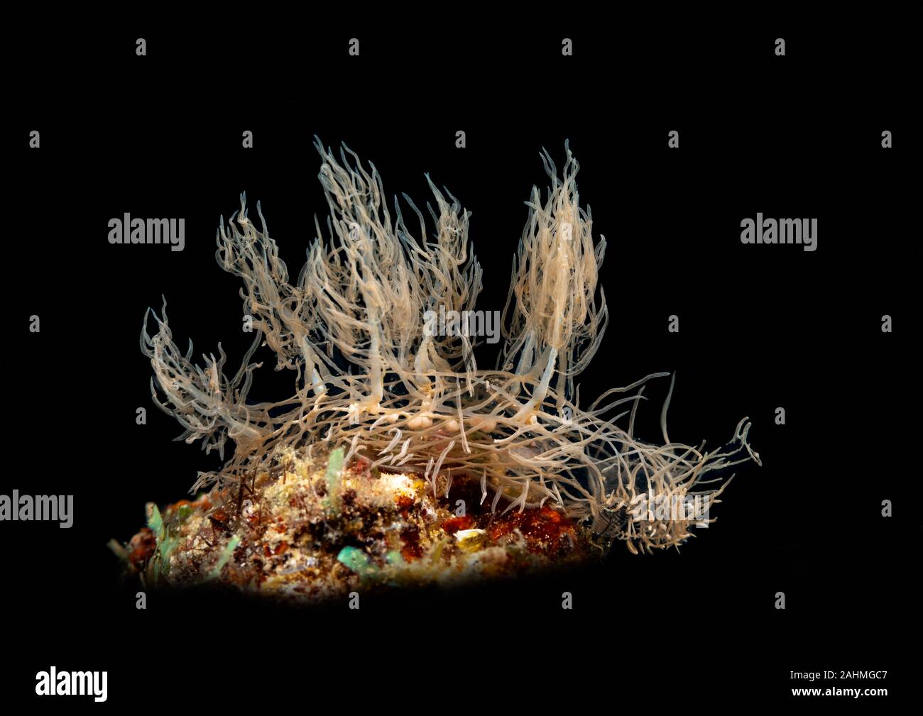 Ghost slug hi-res stock photography and images - Alamy