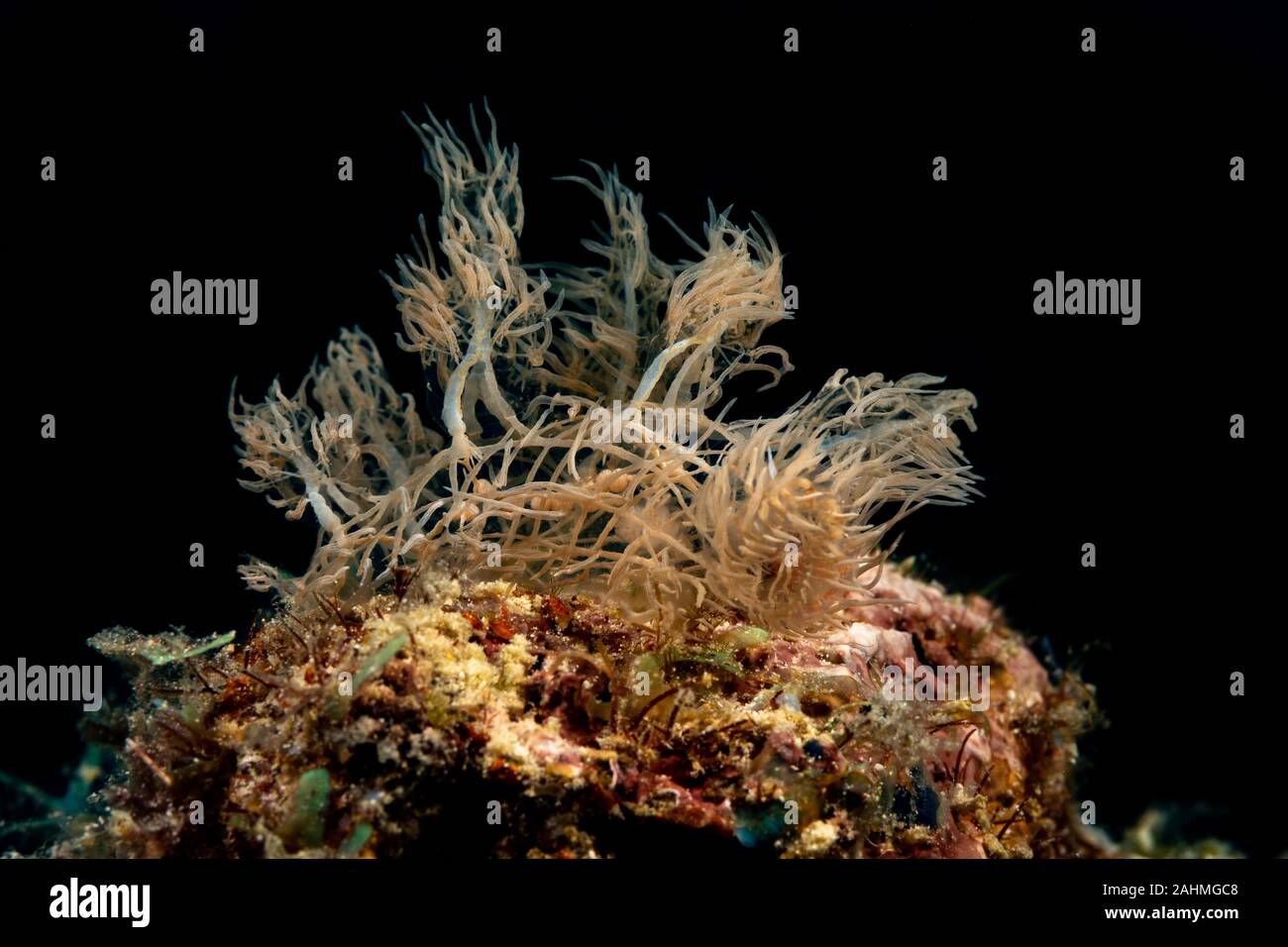 Ghost slug hi-res stock photography and images - Alamy