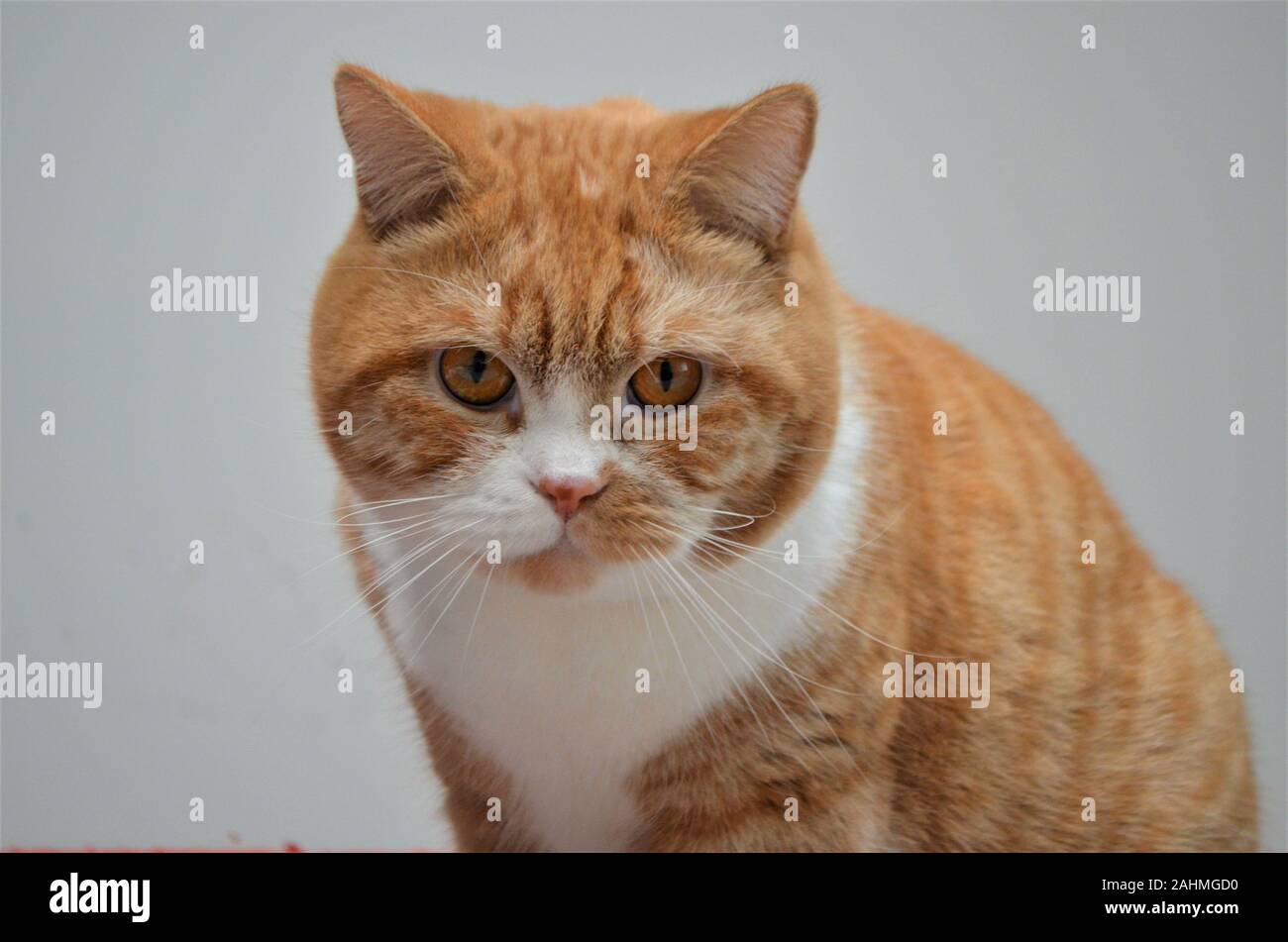 red / yellow / orange cat in close up Stock Photo - Alamy