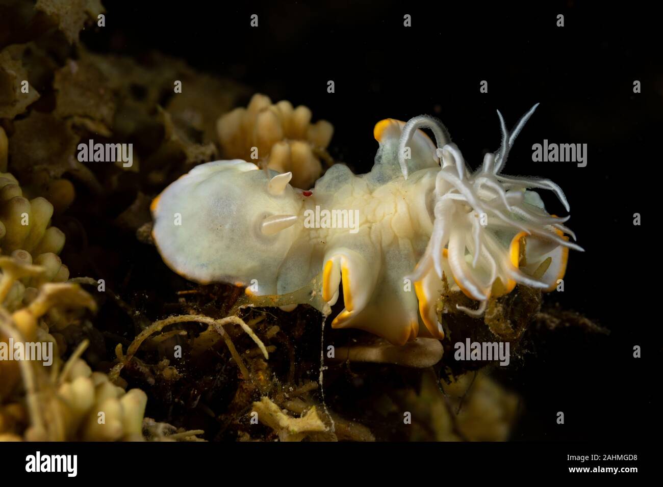 Heron Ardeadoris, Ardeadoris egretta is a species of sea slug, a dorid ...