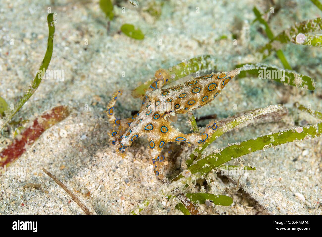 Greater blue-ringed octopus, Hapalochlaena lunulata Stock Photo - Alamy