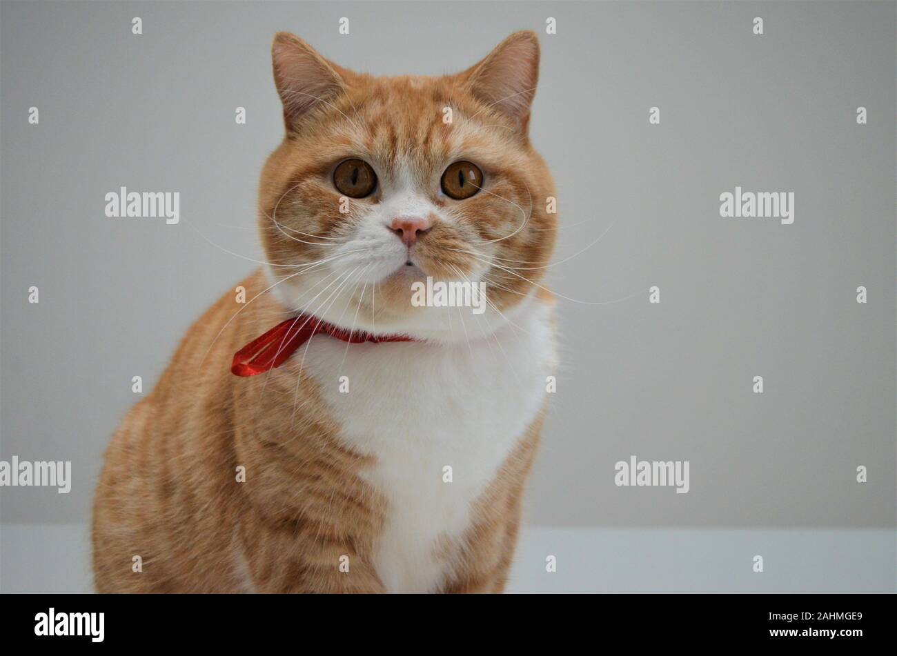 red / yellow / orange cat in close up Stock Photo - Alamy