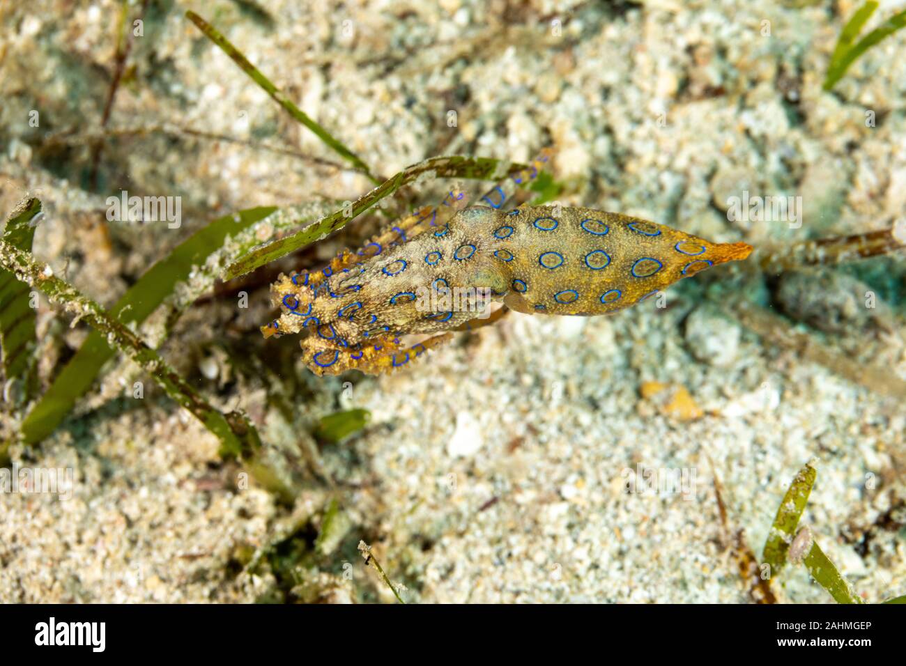 Greater blue-ringed octopus, Hapalochlaena lunulata Stock Photo - Alamy