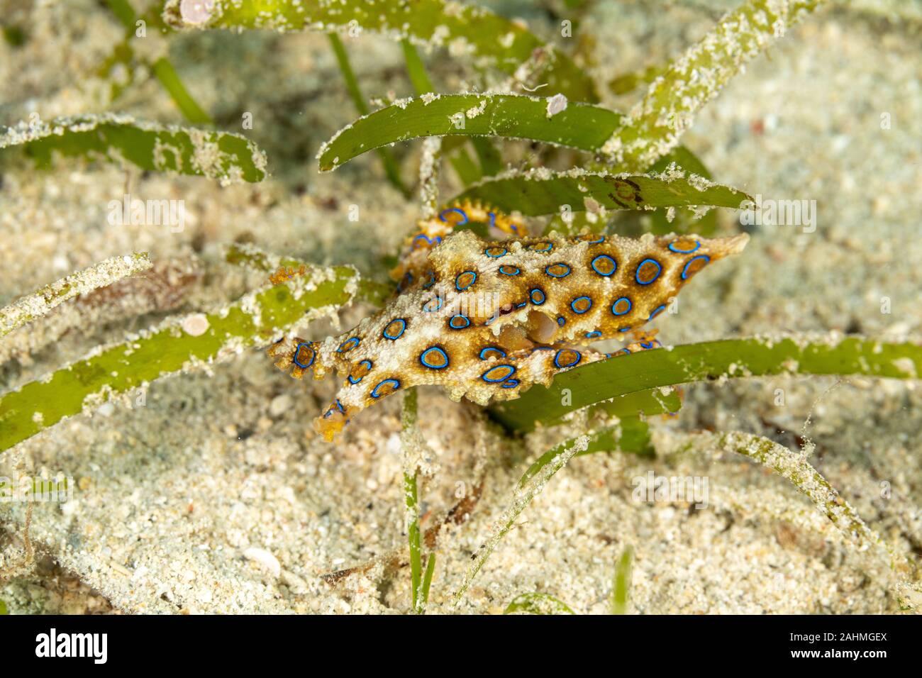 Greater blue-ringed octopus, Hapalochlaena lunulata Stock Photo - Alamy