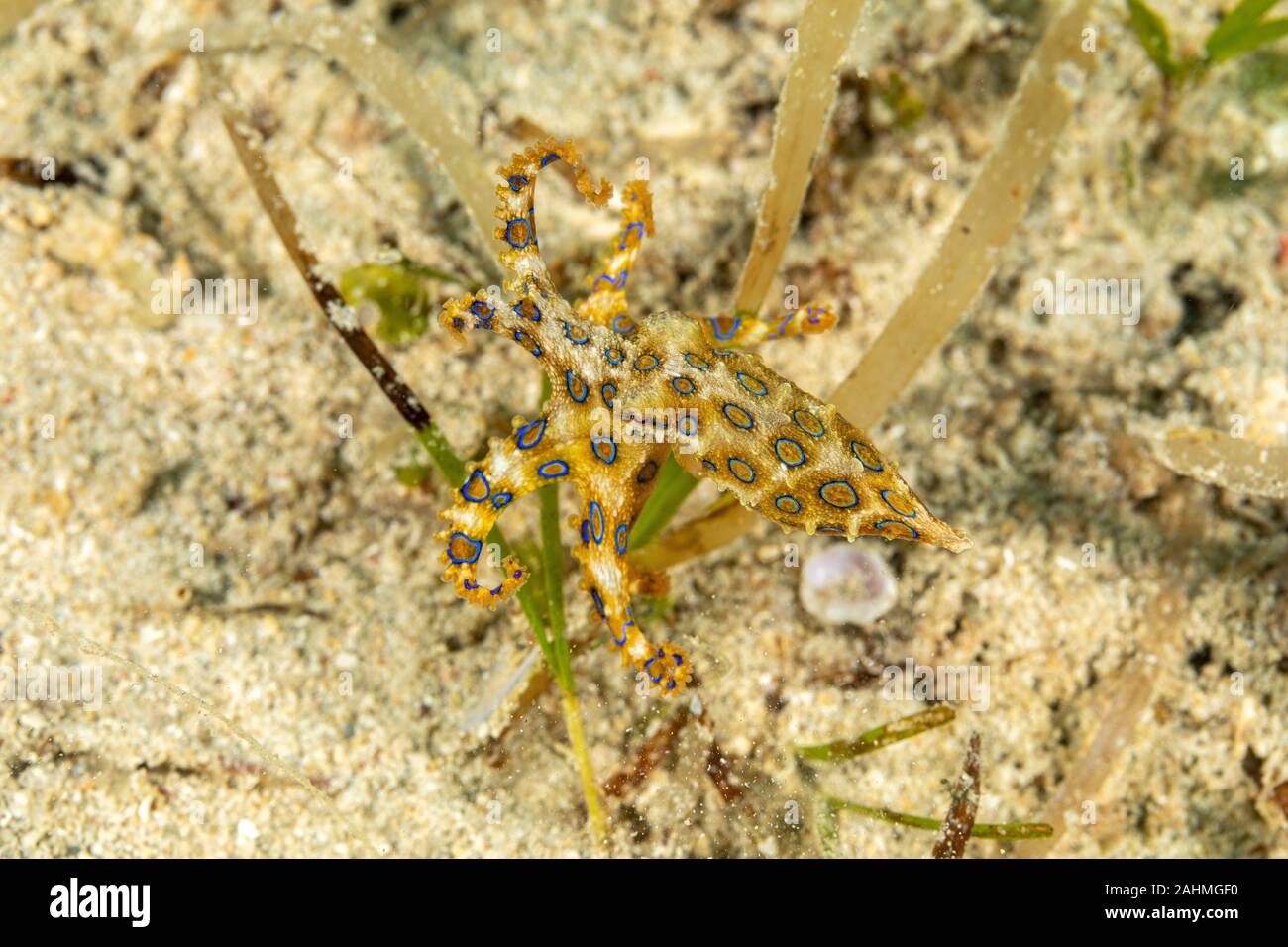 Greater blue-ringed octopus, Hapalochlaena lunulata Stock Photo - Alamy