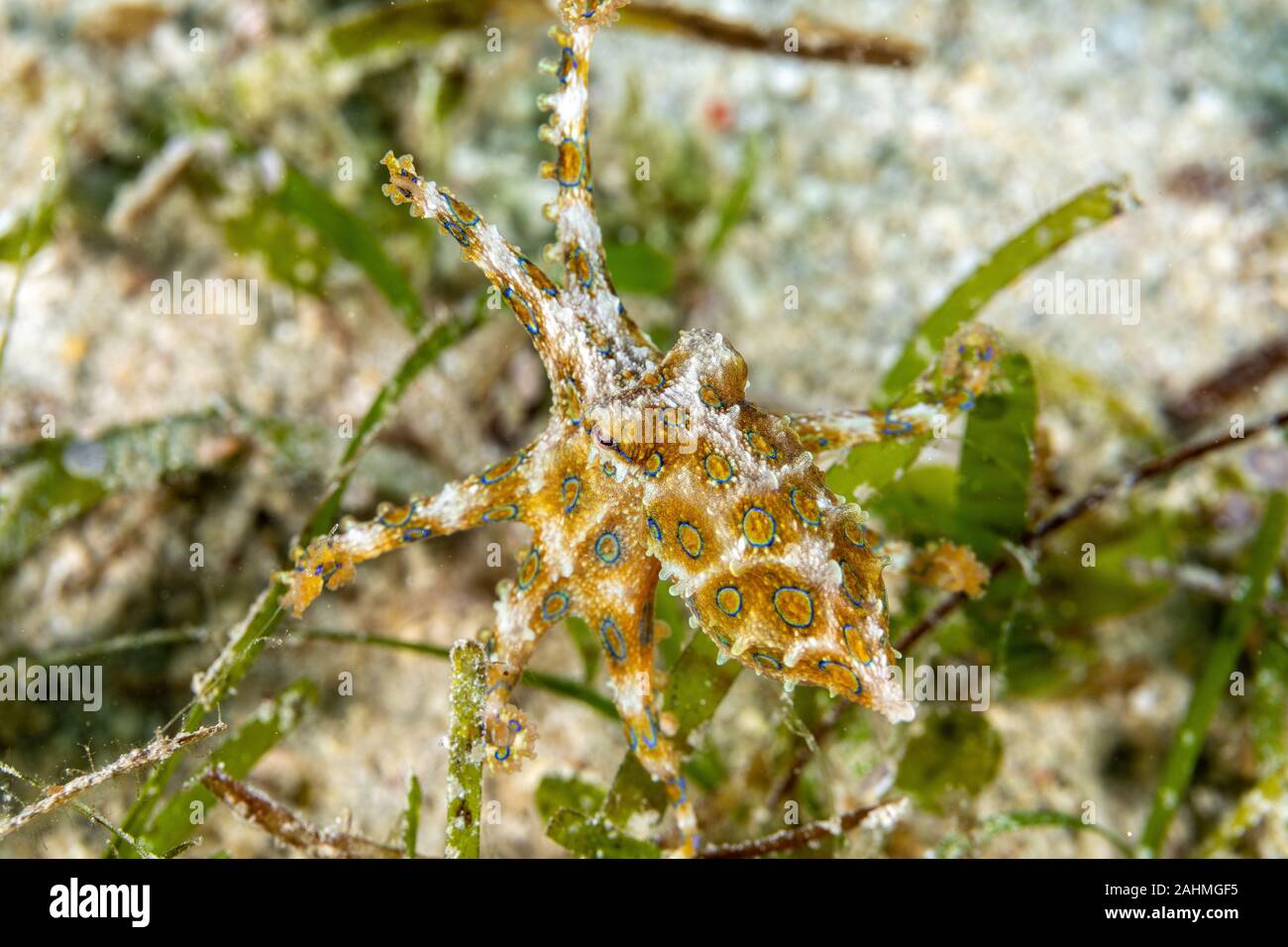 Greater blue-ringed octopus, Hapalochlaena lunulata Stock Photo - Alamy