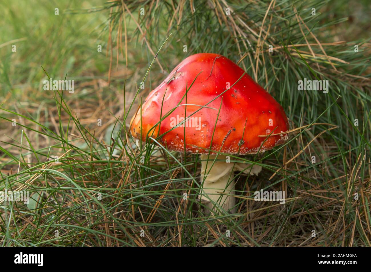 A red toadstool grows under a pine tree among the grass Stock Photo - Alamy