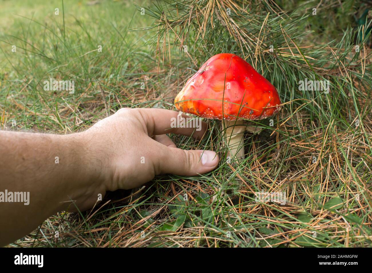 The man's hand piking the toadstool mushroom Stock Photo - Alamy