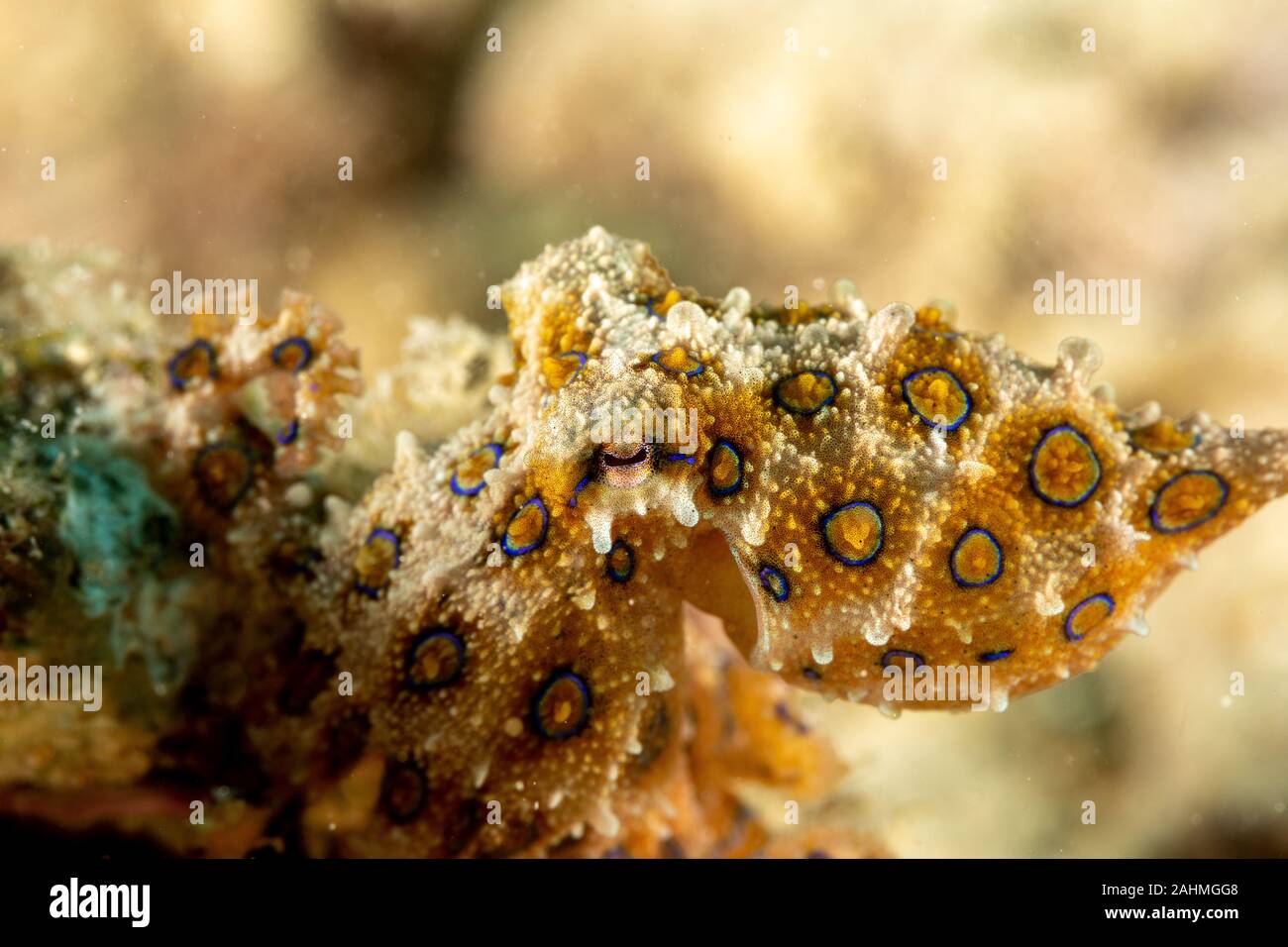Greater blue-ringed octopus, Hapalochlaena lunulata Stock Photo - Alamy