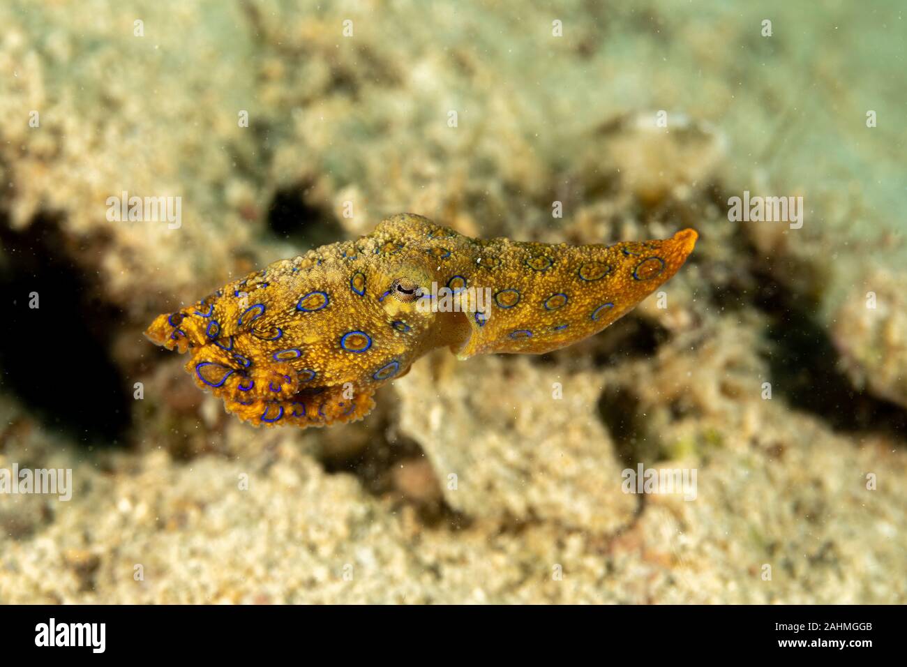 Greater blue-ringed octopus, Hapalochlaena lunulata Stock Photo - Alamy