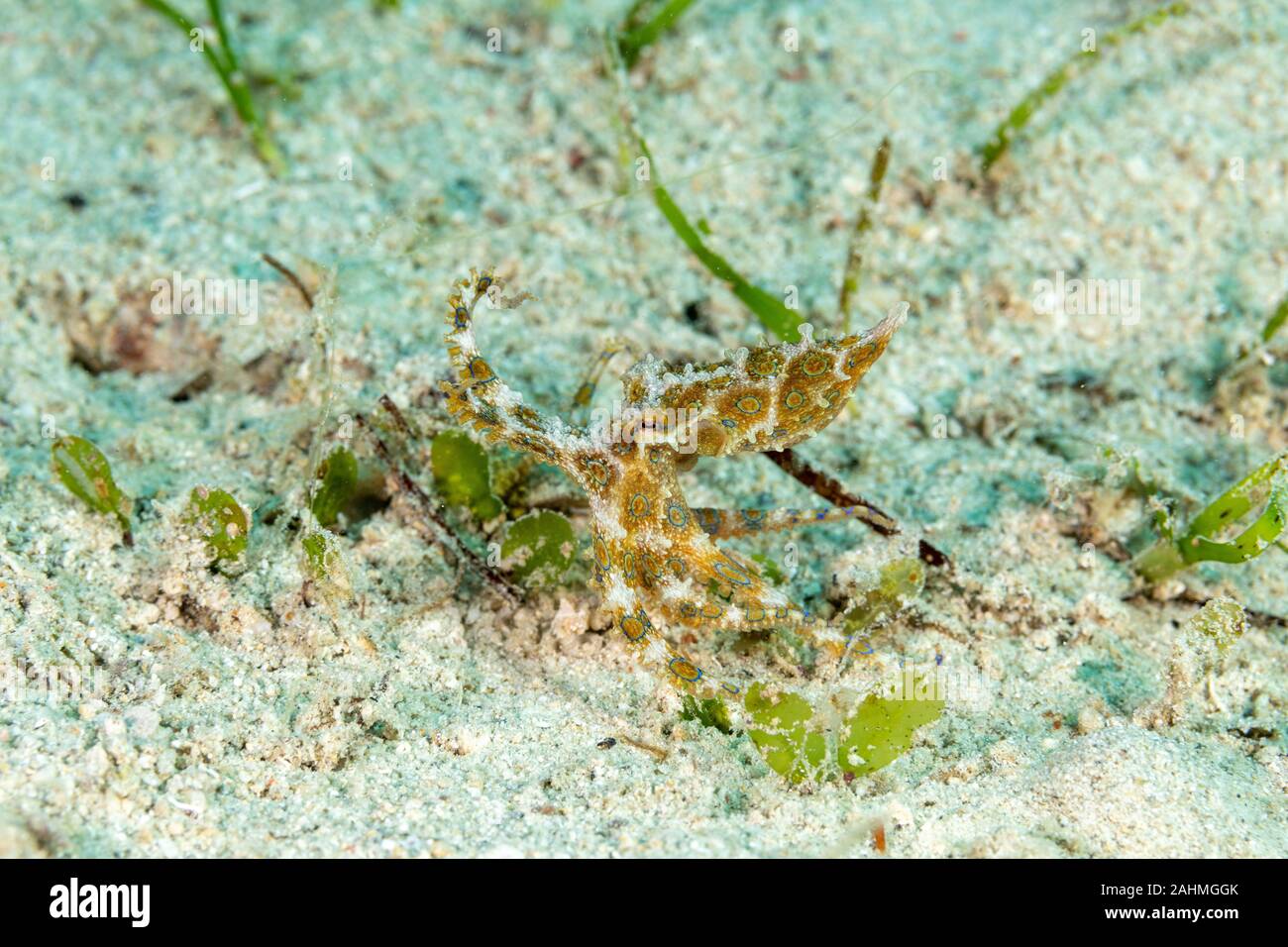 Greater blue-ringed octopus, Hapalochlaena lunulata Stock Photo - Alamy