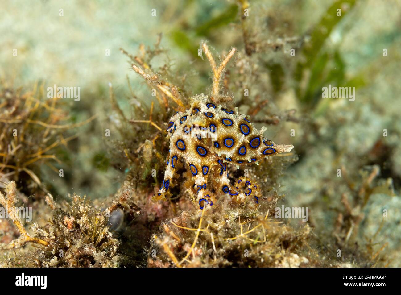 Greater blue-ringed octopus, Hapalochlaena lunulata Stock Photo - Alamy