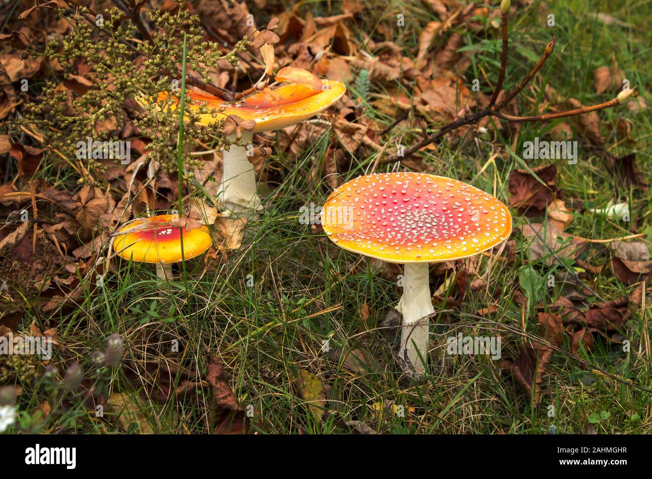 Three large red toadstools grow in the grass Stock Photo - Alamy