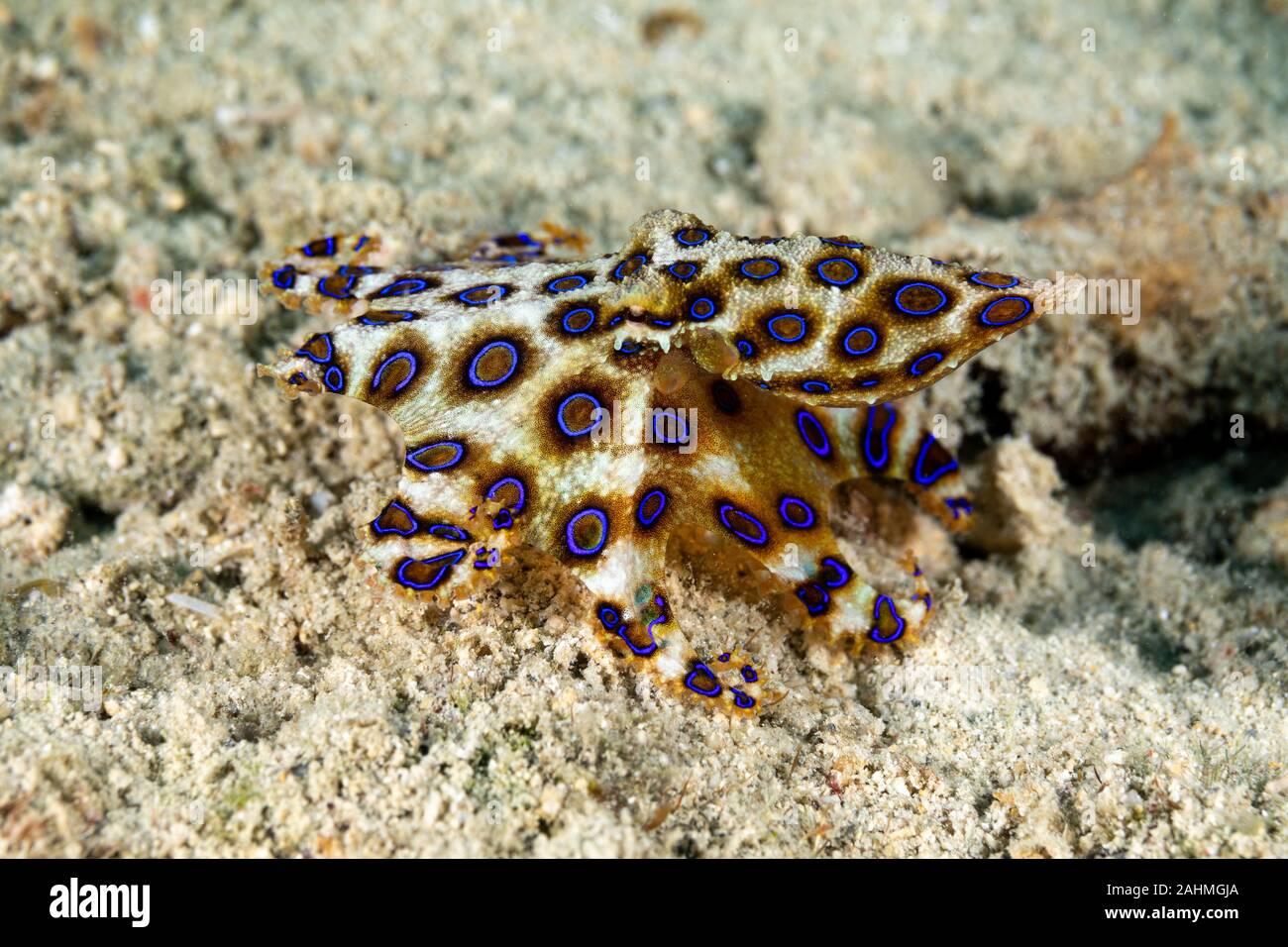 Greater blue-ringed octopus, Hapalochlaena lunulata Stock Photo - Alamy